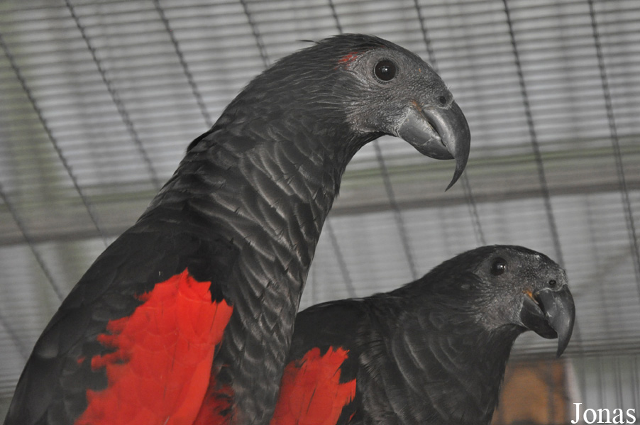 Exotic bird sanctuary in Mandai you never knew about is being evicted ...
