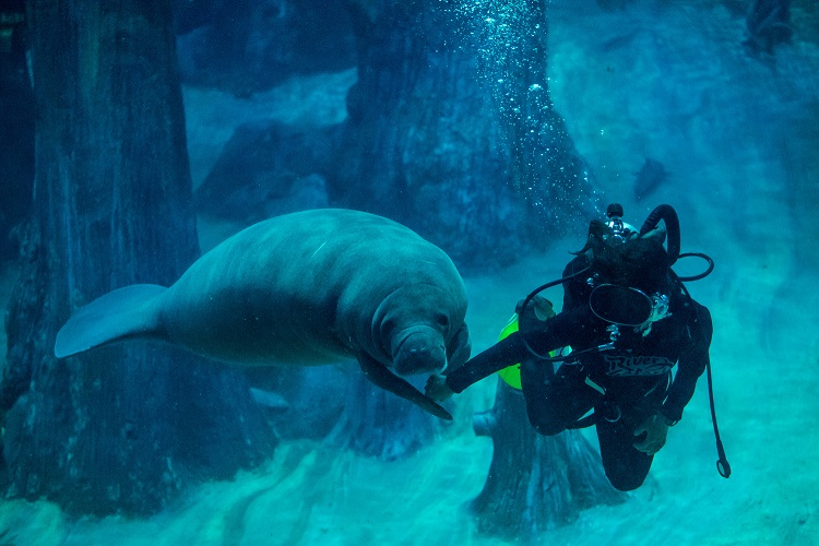 River Safari's manatee Canola gives birth to first baby — a male calf ...