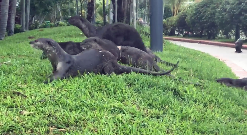 Latest video shows injured otter pup still hardy & active with wire ...