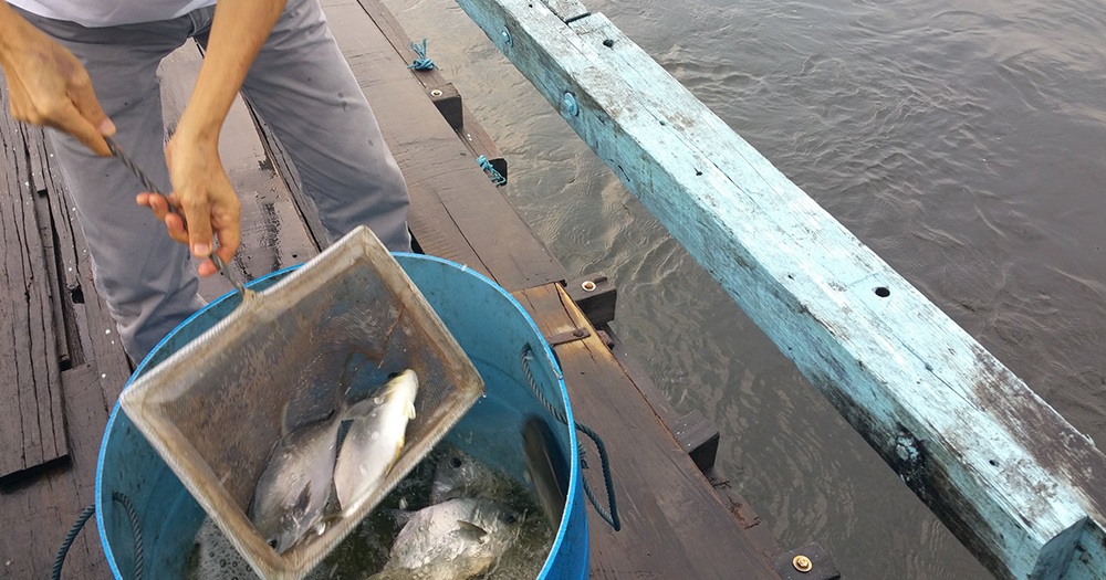 S'pore fish farm offers release of live restaurant fish to sea as a ...