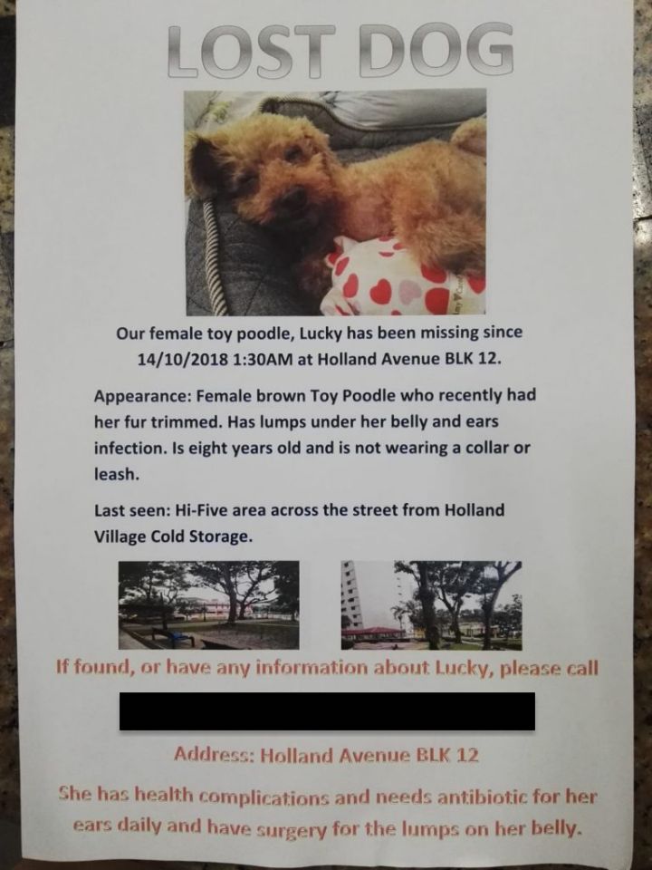 Poodle who finally found forever home discovered with broken jaw ...