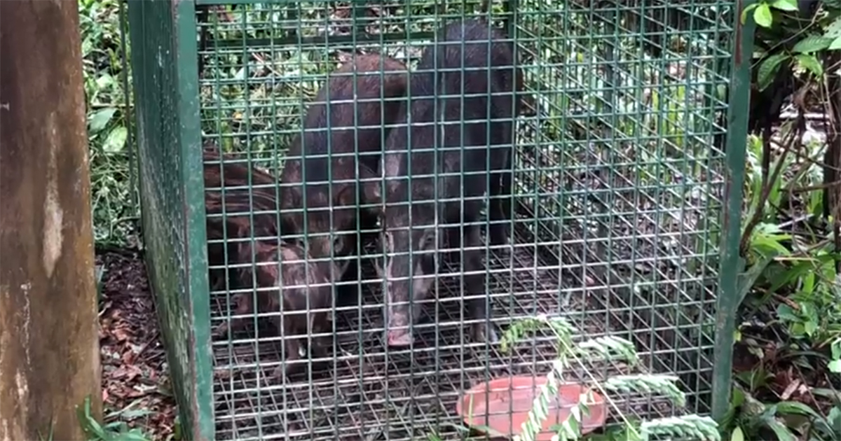 5 wild boars trapped in cage off Sime Road released back into the wild ...