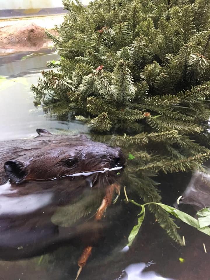 Donate your Christmas tree to River Safari's Justin Beaver so he can ...