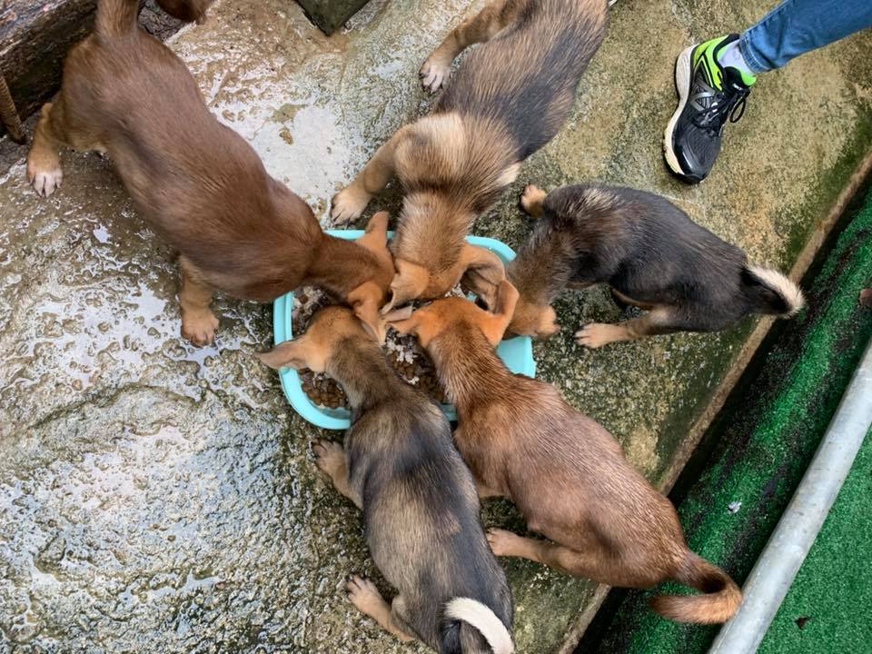 5 puppies born at construction site looking for forever homes, but are ...