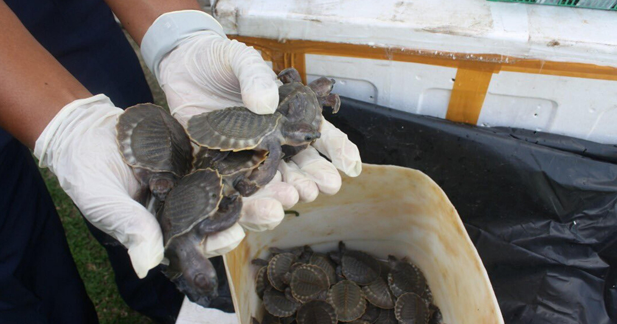 2 M'sians caught smuggling 3,300 endangered turtles worth S$50,000 off ...
