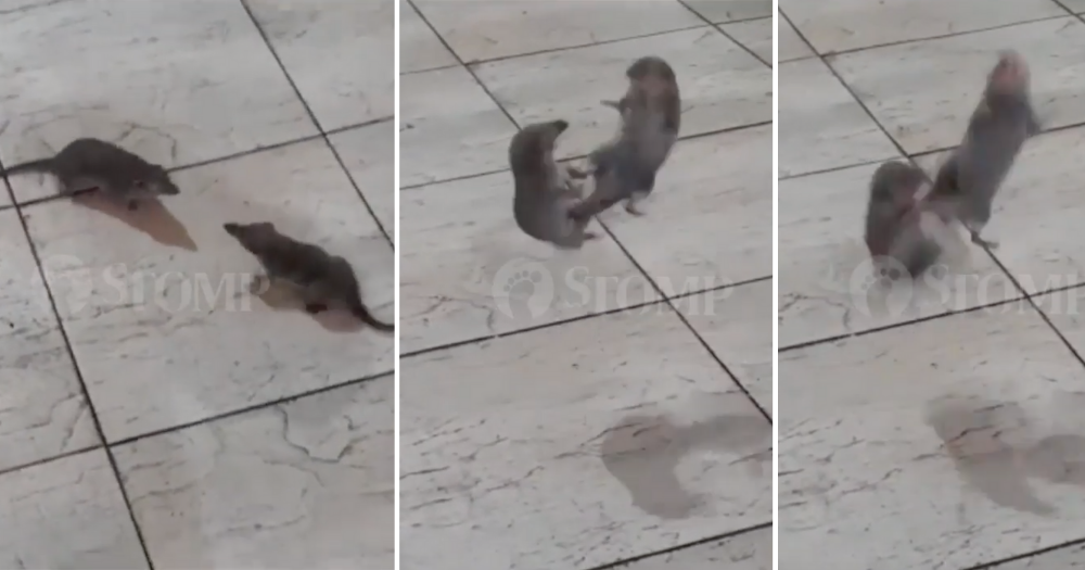2 shrews fight at Toa Payoh market in dramatic miniature showdown ...
