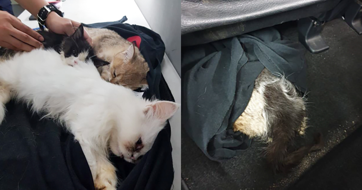 2 S'porean men, 20 & 21, caught at Woodlands Checkpoint with 3 sedated ...