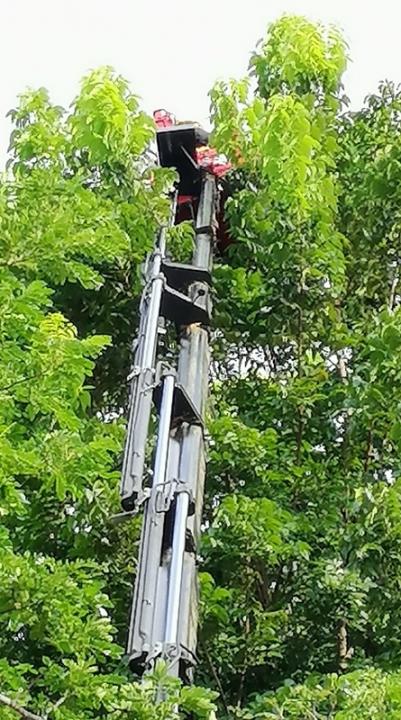 AMK couple hires crane to rescue pet macaw stuck in 8-storey high tree ...