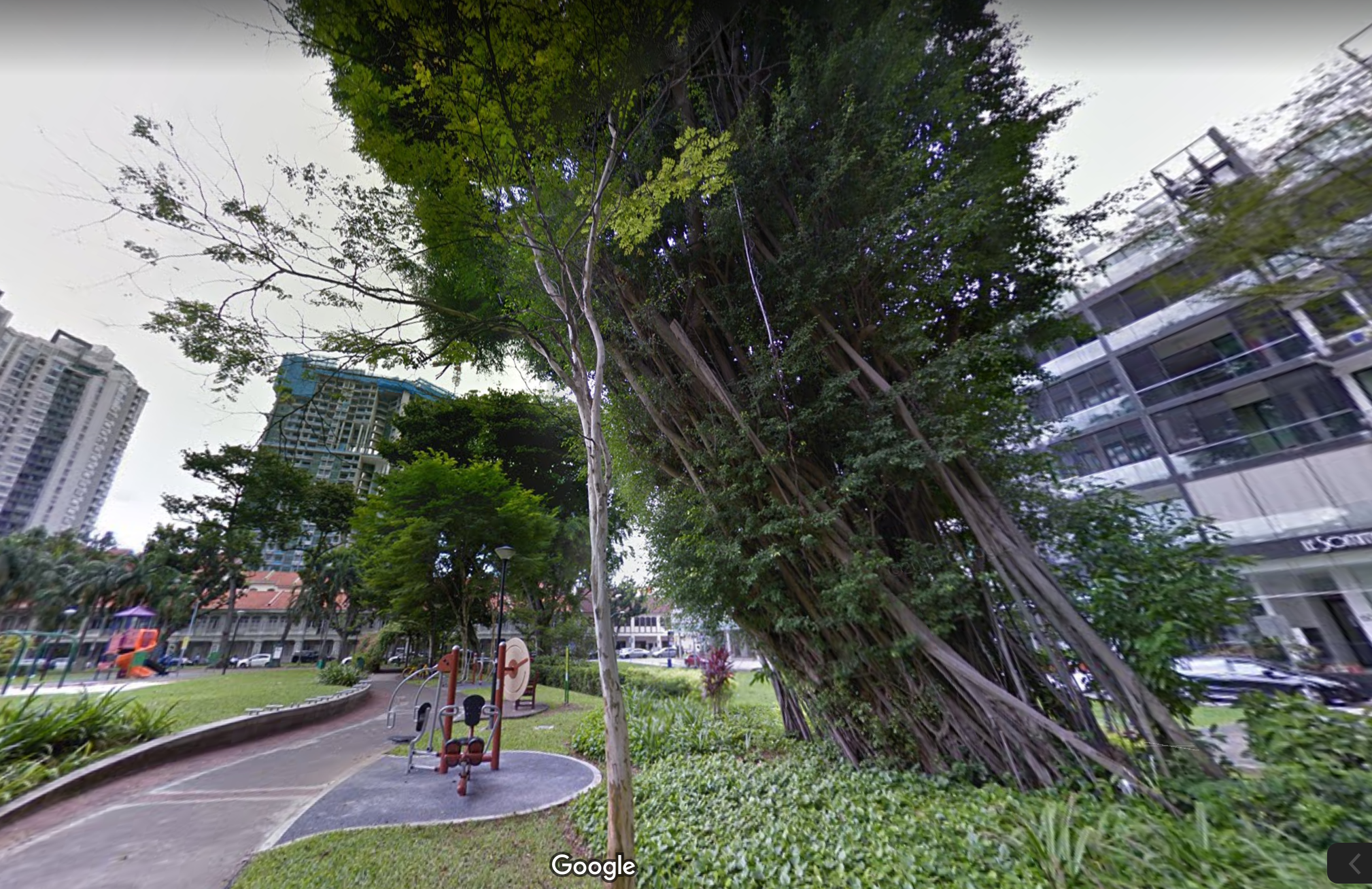 Huge tree falls over after afternoon downpour at Farrer Park ...