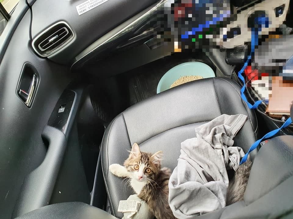 Adorable kitten sits in front seat of Trans-Cab while accompanying ...