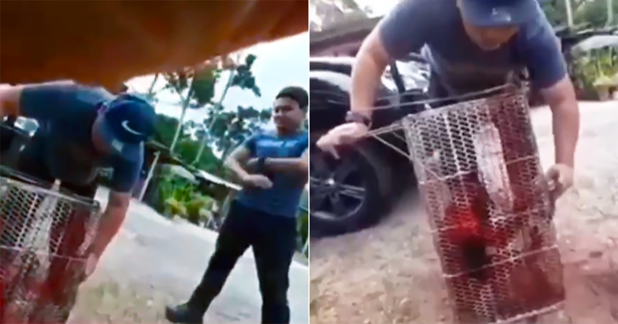 Man in M'sia spray paints monkey in cage, NGOs seeking info on cruel ...
