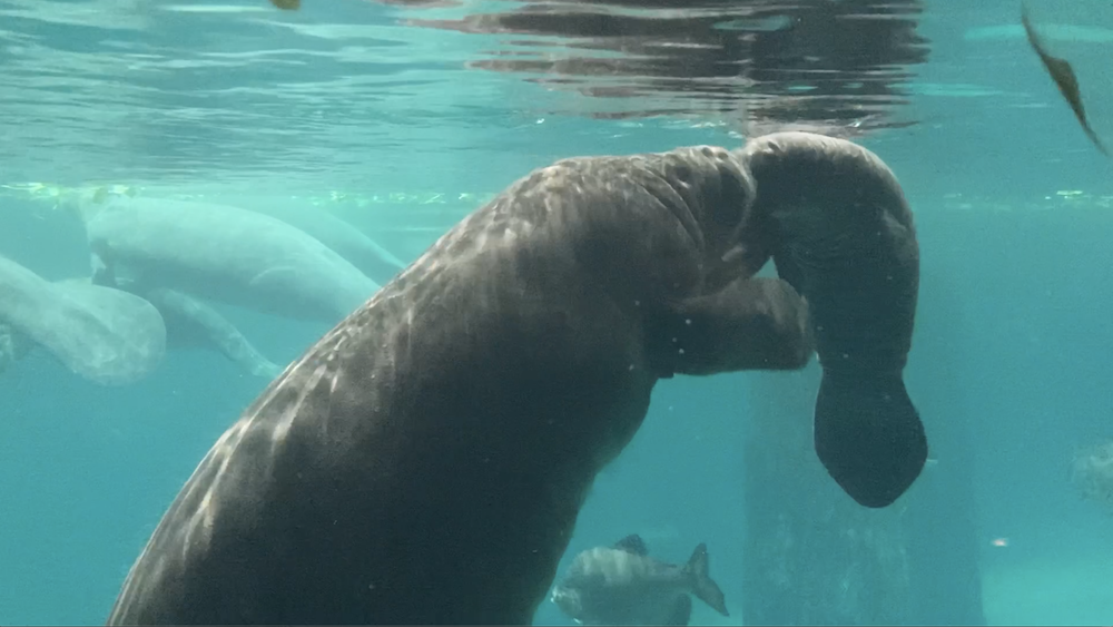 River Safari's manatee Canola gives birth to first baby — a male calf ...