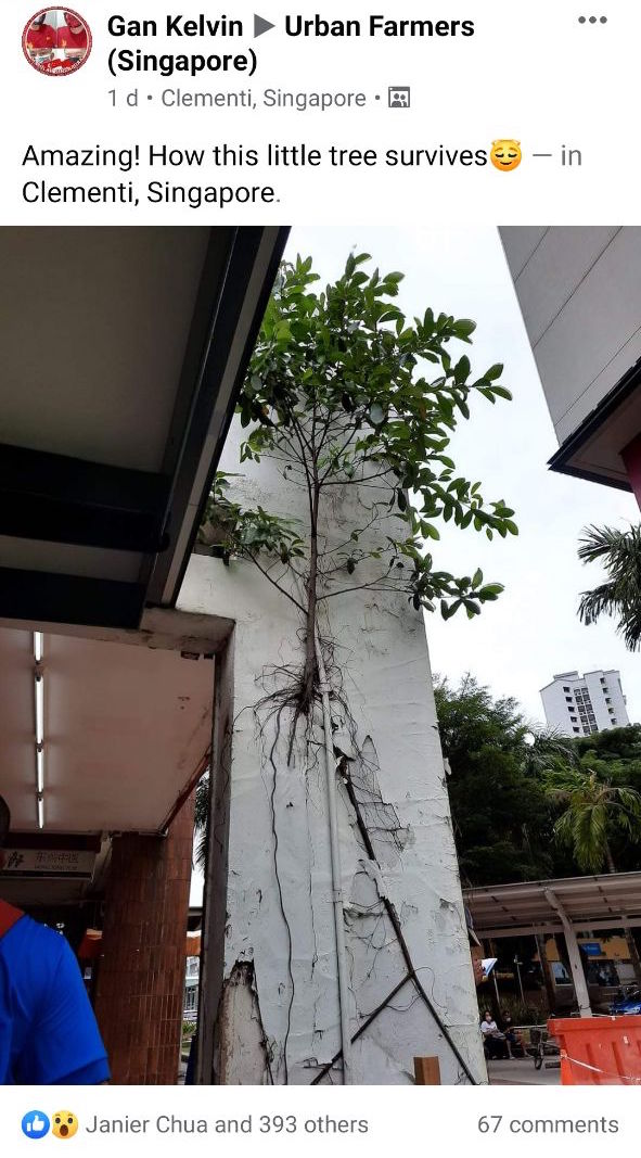 Hardy tree growing on pillar at Clementi building sparks range of ...