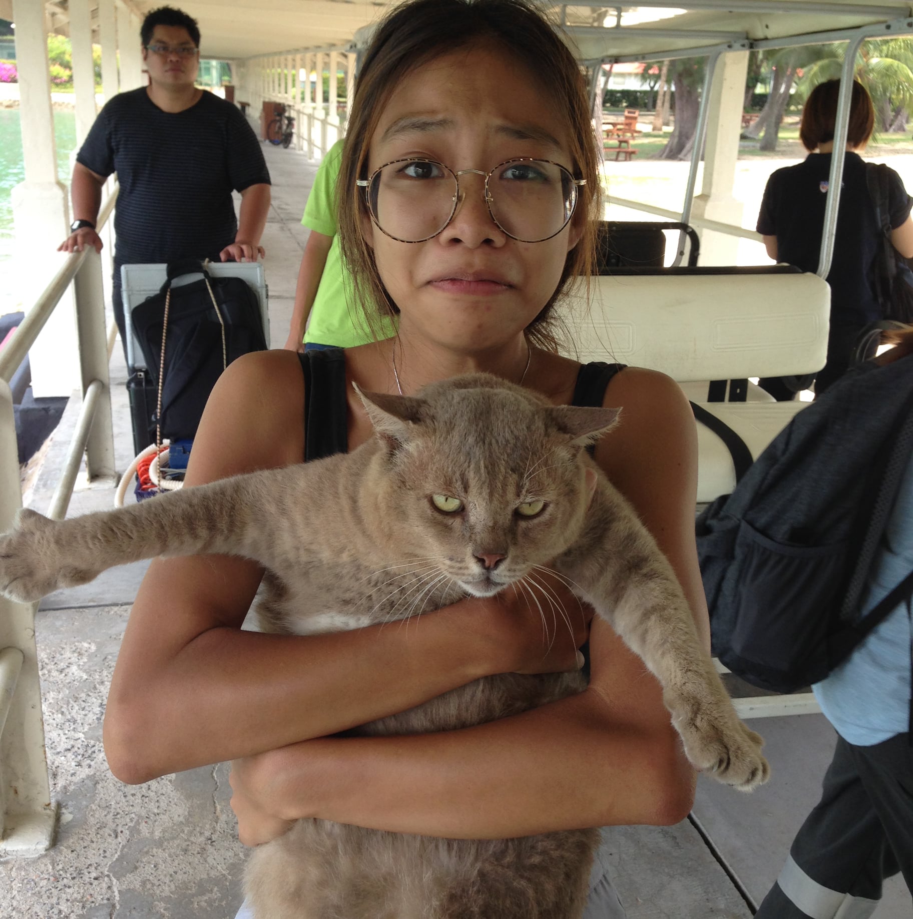 Chonky St John’s Island Cat Passes Away, Welcomed Visitors At The Jetty ...