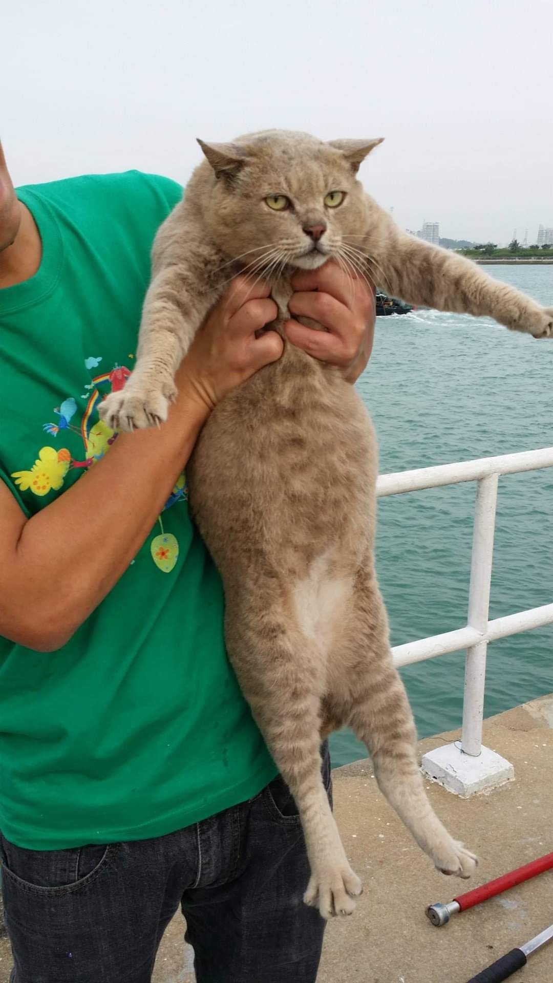 St John's Island visitors pay tribute to well-loved cat, Sandy aka Ah ...