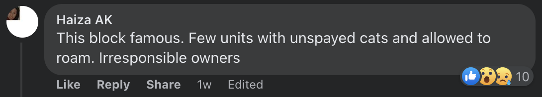 Cat named 'Samseng' gets called out for defecating along corridors ...