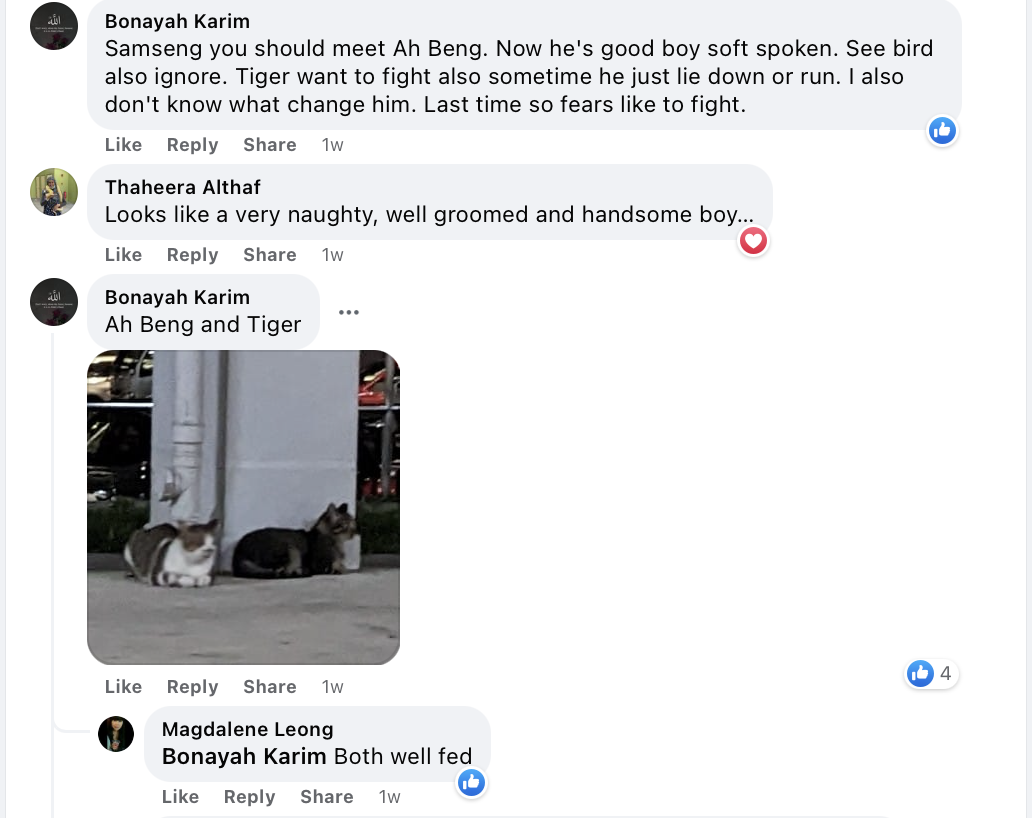 Cat named 'Samseng' gets called out for defecating along corridors ...