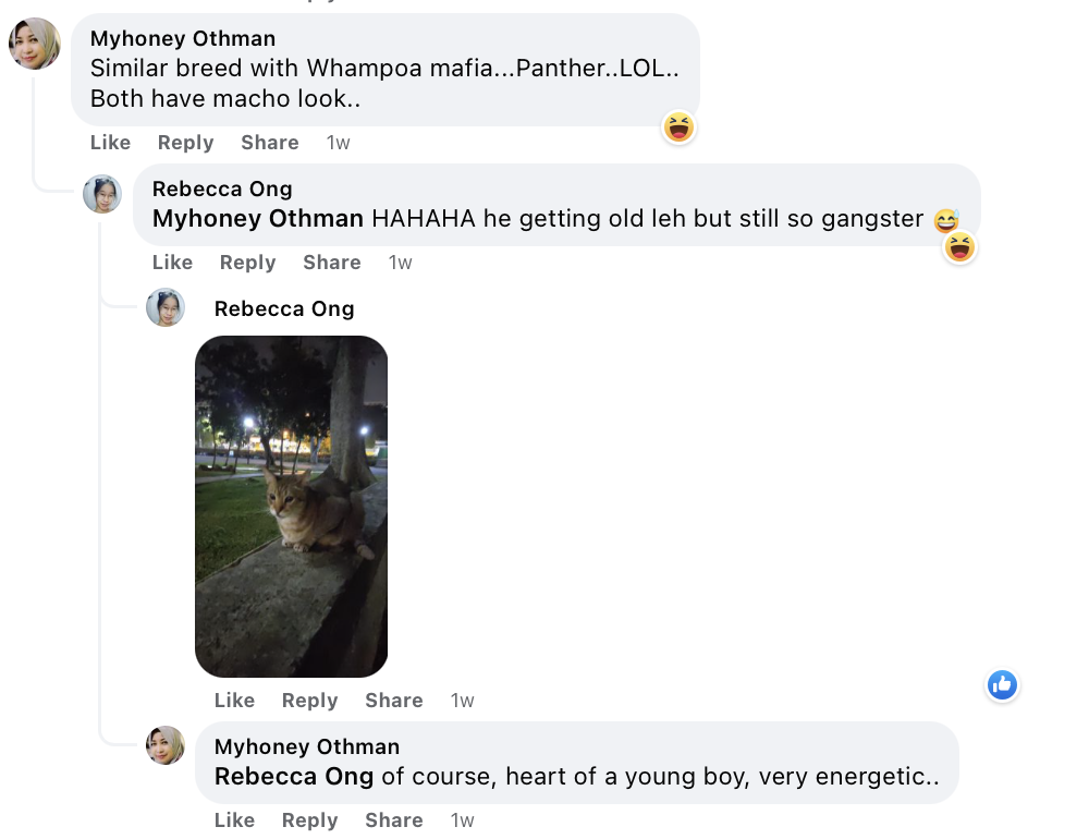 Cat named 'Samseng' gets called out for defecating along corridors ...