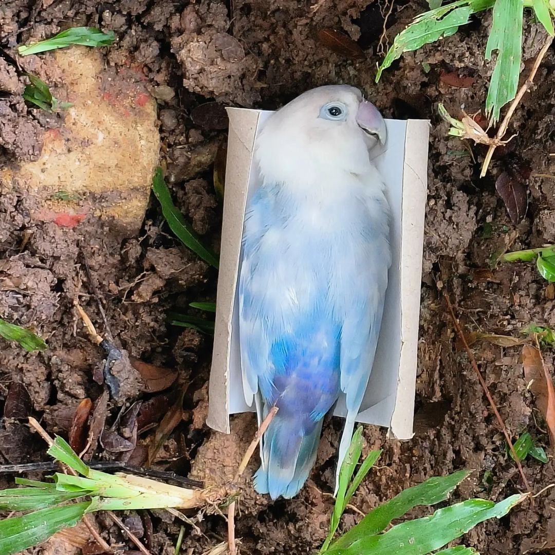 Lovebird rescued by Commonwealth Secondary biology teacher dies, buried ...