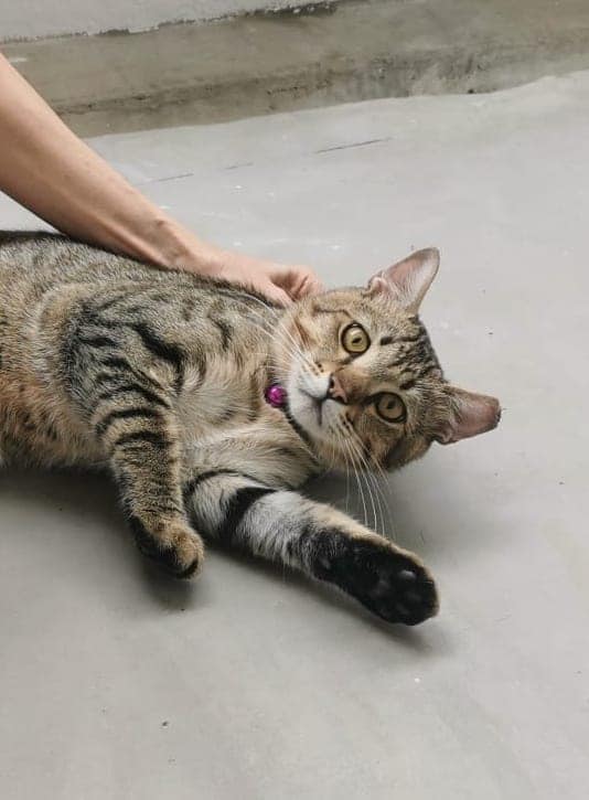 Cat named 'Samseng' gets called out for defecating along corridors ...