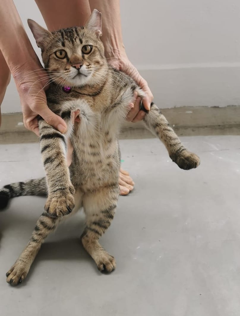 Cat named 'Samseng' gets called out for defecating along corridors ...