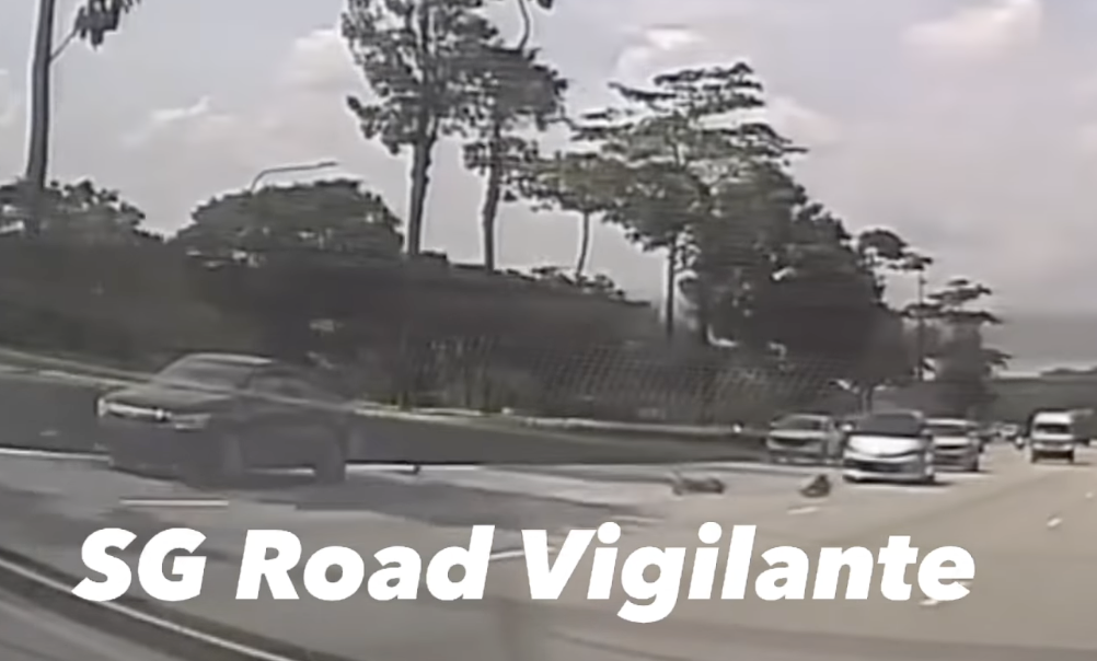 Car hits & runs over wild boar running across Seletar Expressway ...
