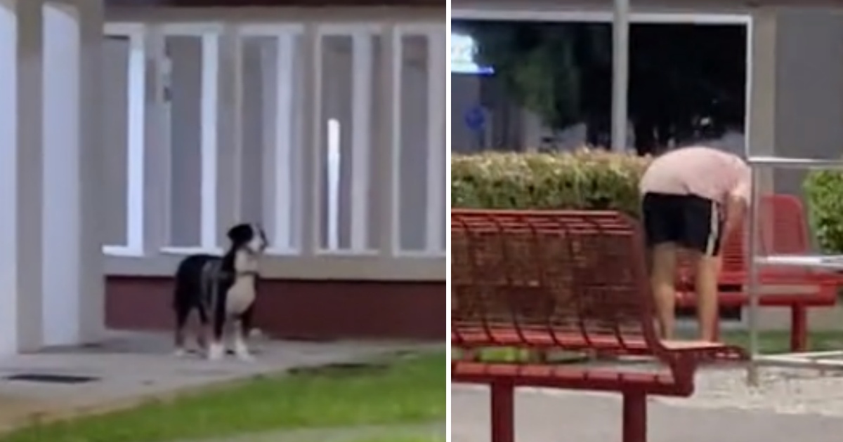 S'pore pet owner plays very fun game of hide & seek with doggo at ...