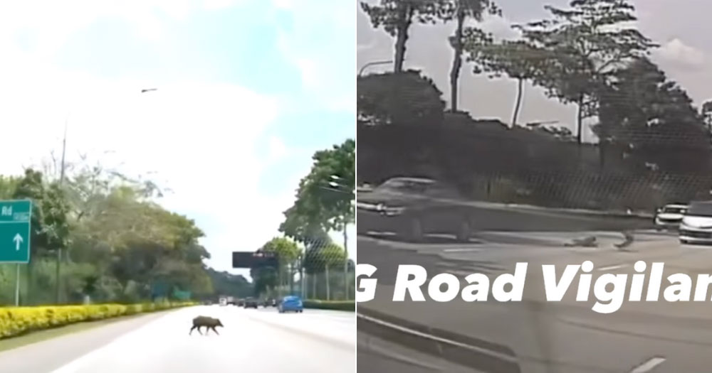 Car hits & runs over wild boar running across Seletar Expressway ...