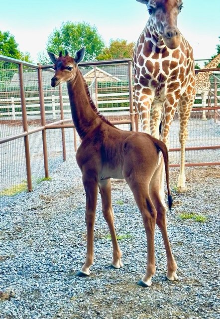 Extremely rare 'spotless', all-brown giraffe born in US zoo ...