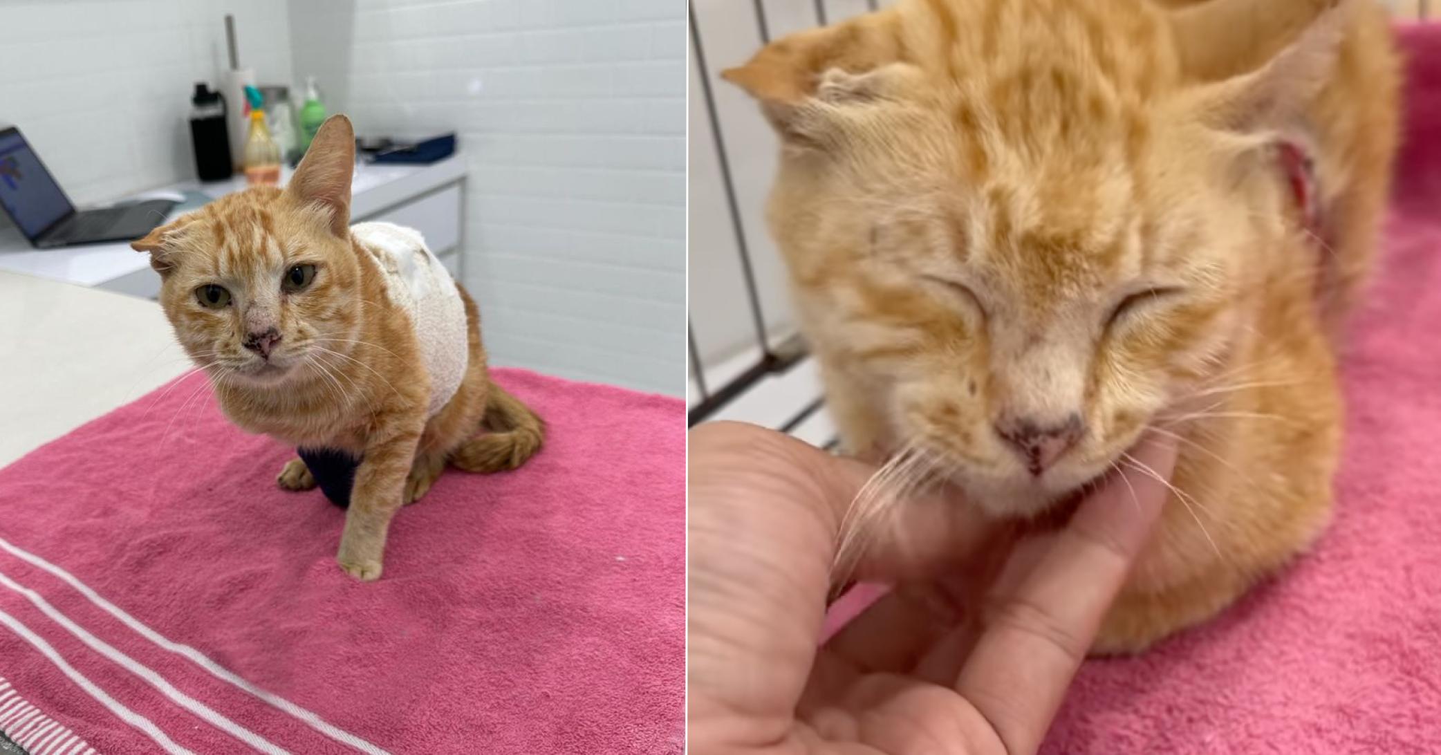 M’sian ginger cat rescued near Shah Alam plane crash site dies ...