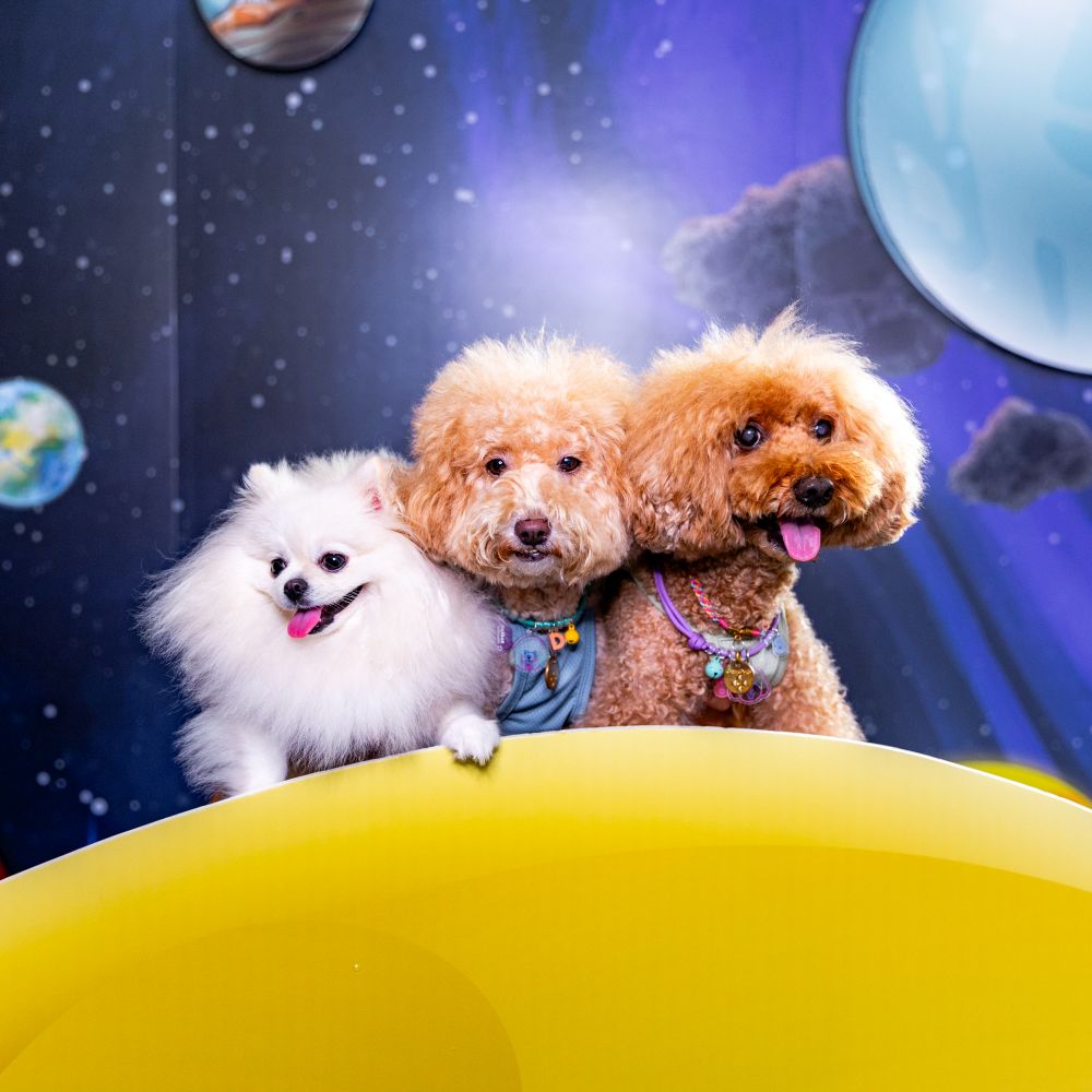 Adoption drives, free photo booth & pet contests happening at The Star ...