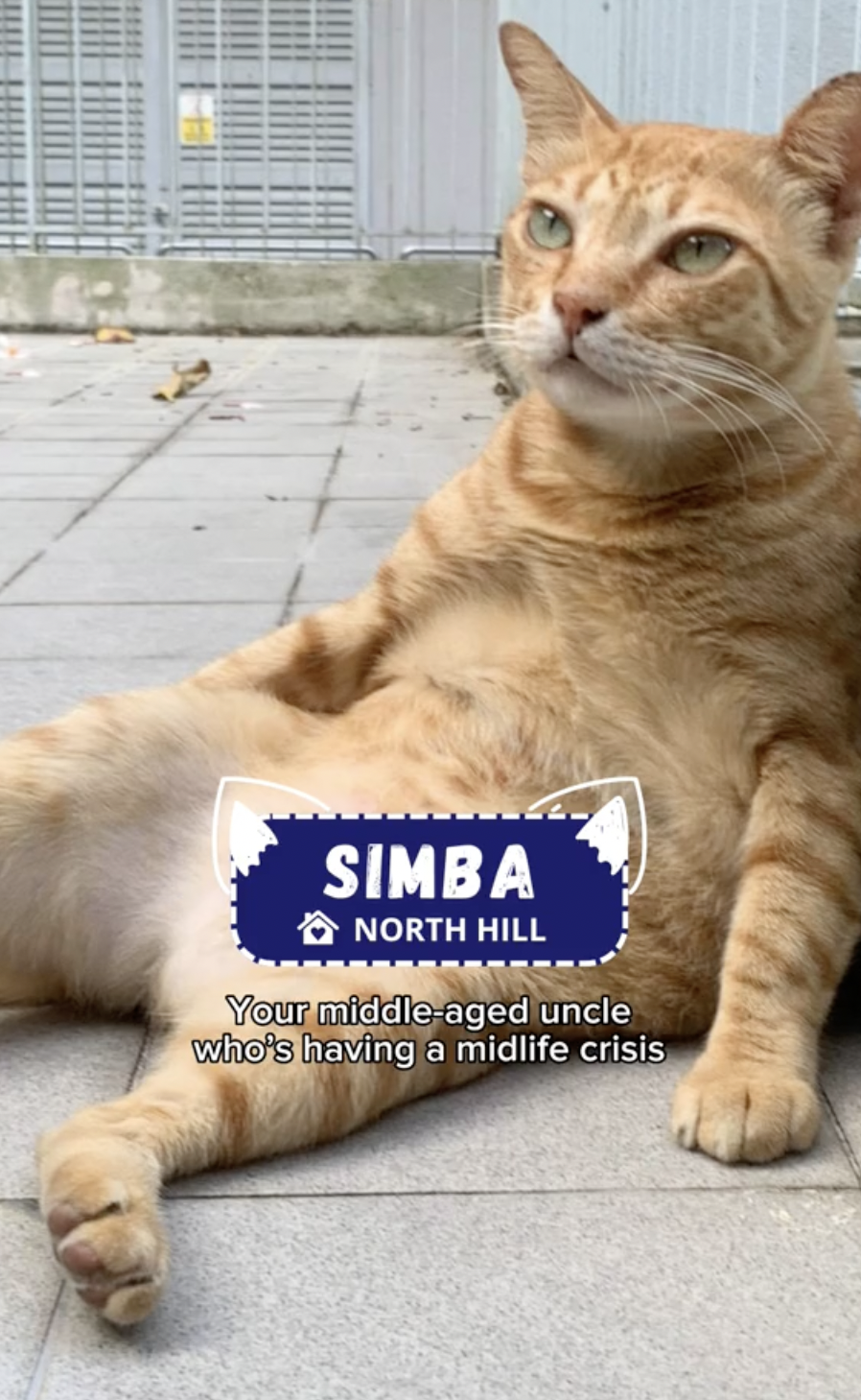 NTU features its 12 campus cats on TikTok, instantly gains popularity ...
