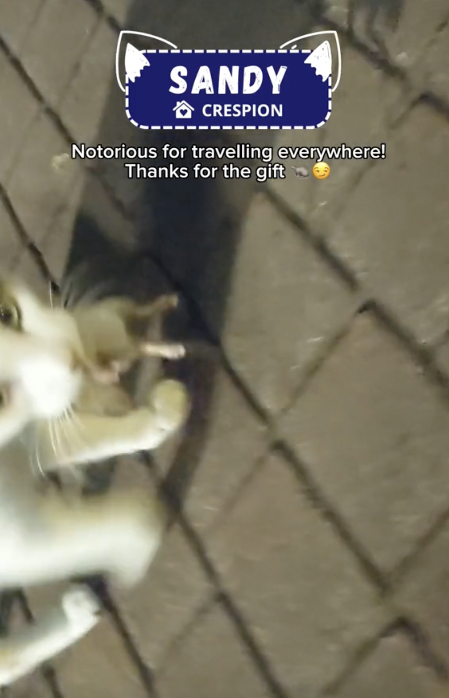 NTU features its 12 campus cats on TikTok, instantly gains popularity ...