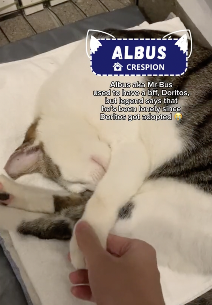 NTU features its 12 campus cats on TikTok, instantly gains popularity ...