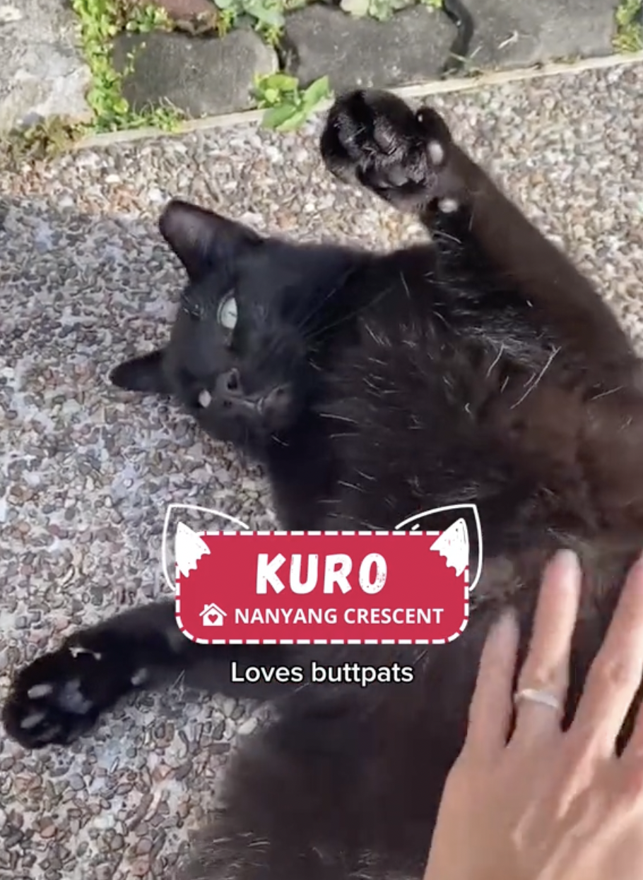 NTU features its 12 campus cats on TikTok, instantly gains popularity ...