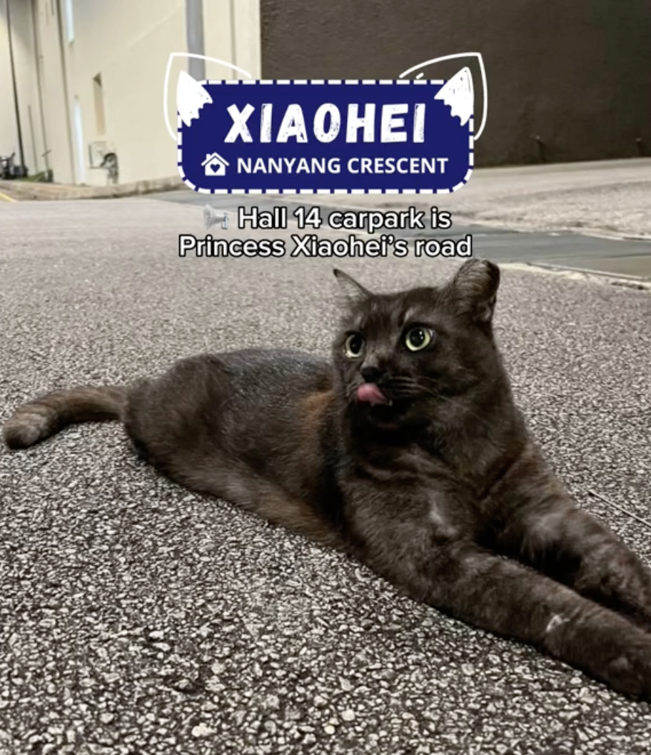 NTU features its 12 campus cats on TikTok, instantly gains popularity ...