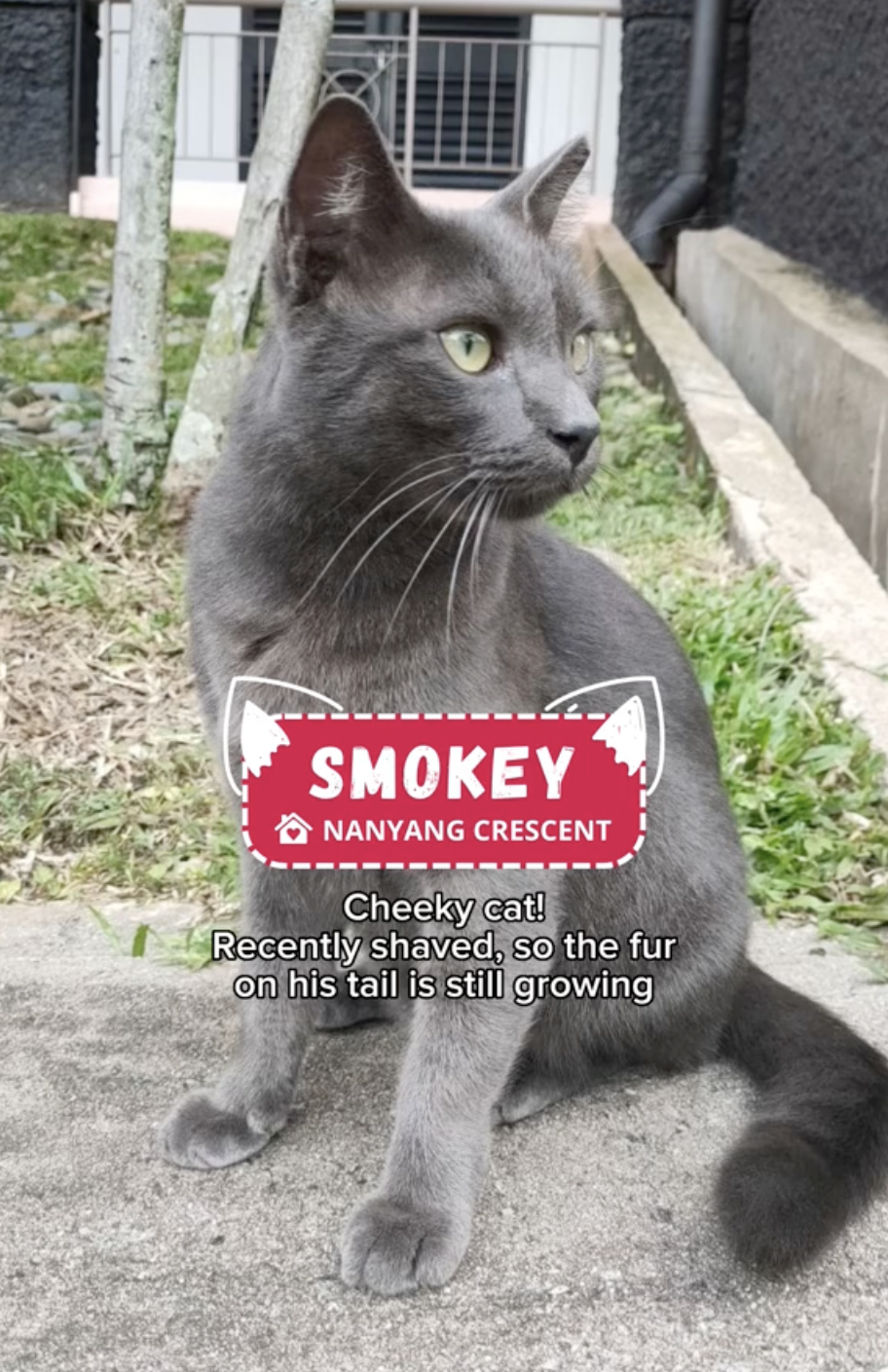 NTU features its 12 campus cats on TikTok, instantly gains popularity ...