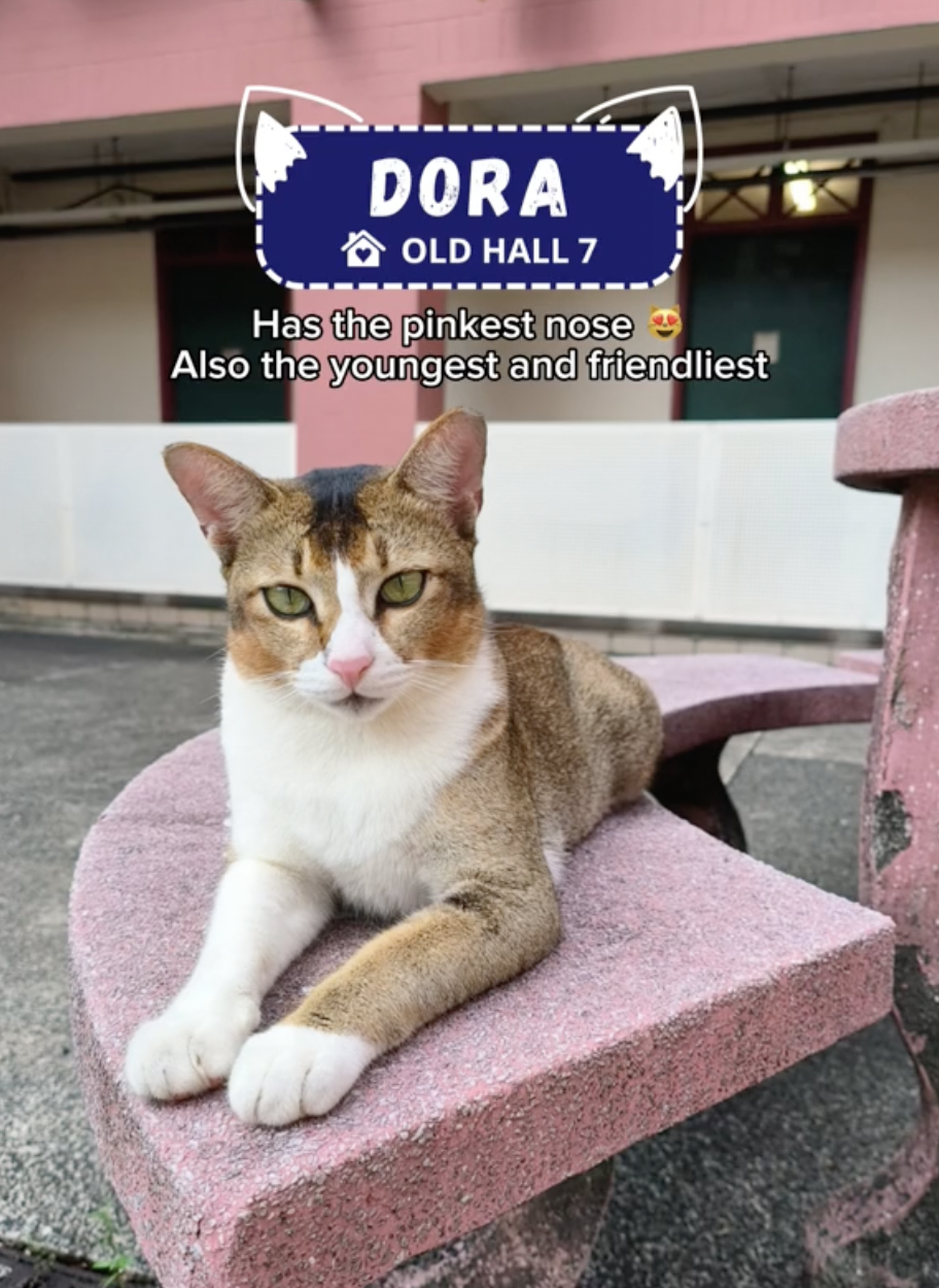NTU features its 12 campus cats on TikTok, instantly gains popularity ...