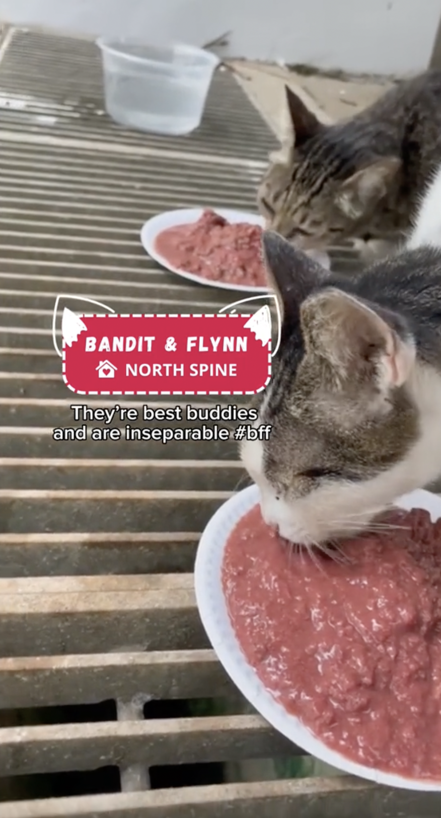 NTU features its 12 campus cats on TikTok, instantly gains popularity ...