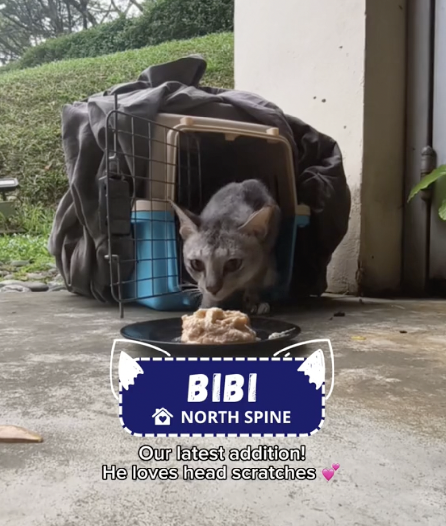 NTU features its 12 campus cats on TikTok, instantly gains popularity ...
