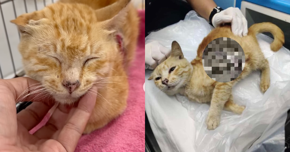 M'sia ambulance rescues ginger cat found near Shah Alam plane crash ...