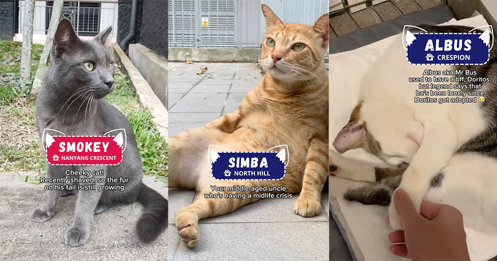 NTU features its 12 campus cats on TikTok, instantly gains popularity ...