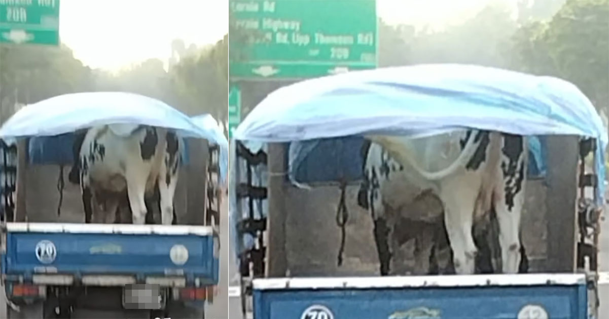 Cow rides on back of lorry on S'pore expressway - Mothership.SG - News ...