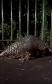 S'pore pangolin approaches wildlife enthusiast, pokes out its snout ...