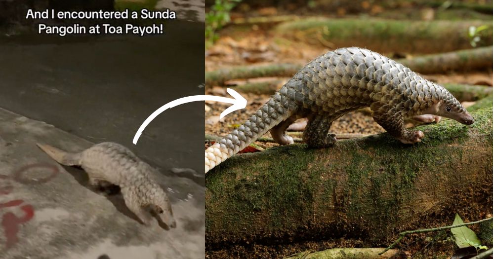 S'pore tourist crosses path with critically endangered pangolin in Toa ...