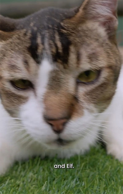 S'pore Zoo introduces its 6 adopted senior domestic cats - Mothership ...