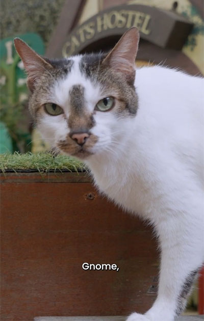 S'pore Zoo introduces its 6 adopted senior domestic cats - Mothership ...