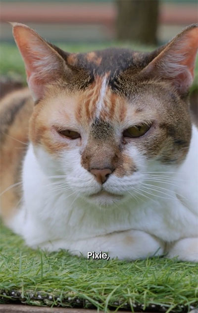 S'pore Zoo introduces its 6 adopted senior domestic cats - Mothership ...