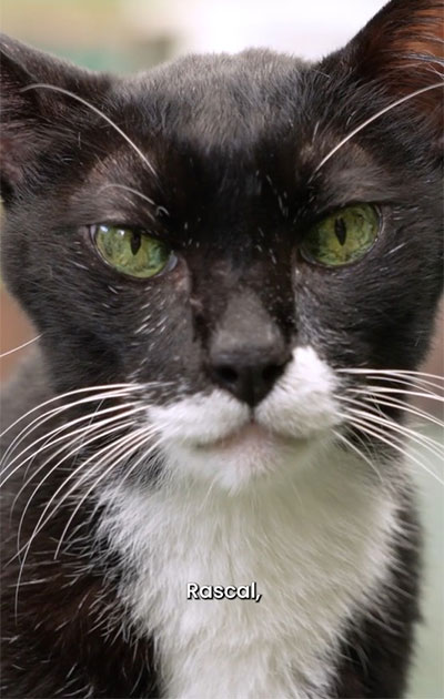 S'pore Zoo introduces its 6 adopted senior domestic cats - Mothership ...