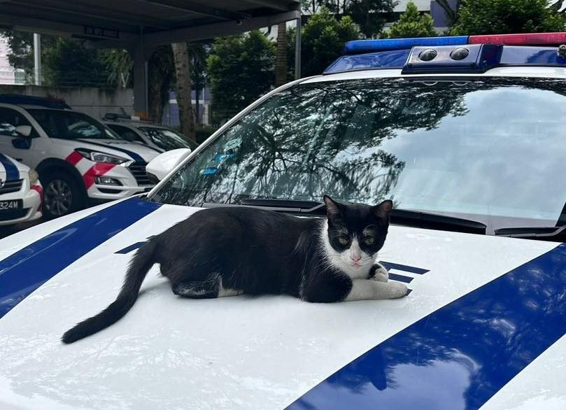 Jurong West police officer befriends Oreo, now police centre's 'in ...